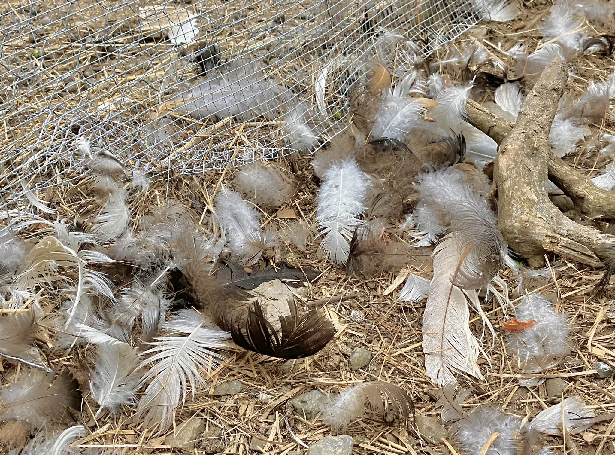 When Waterfowl Molt - Backyard Poultry